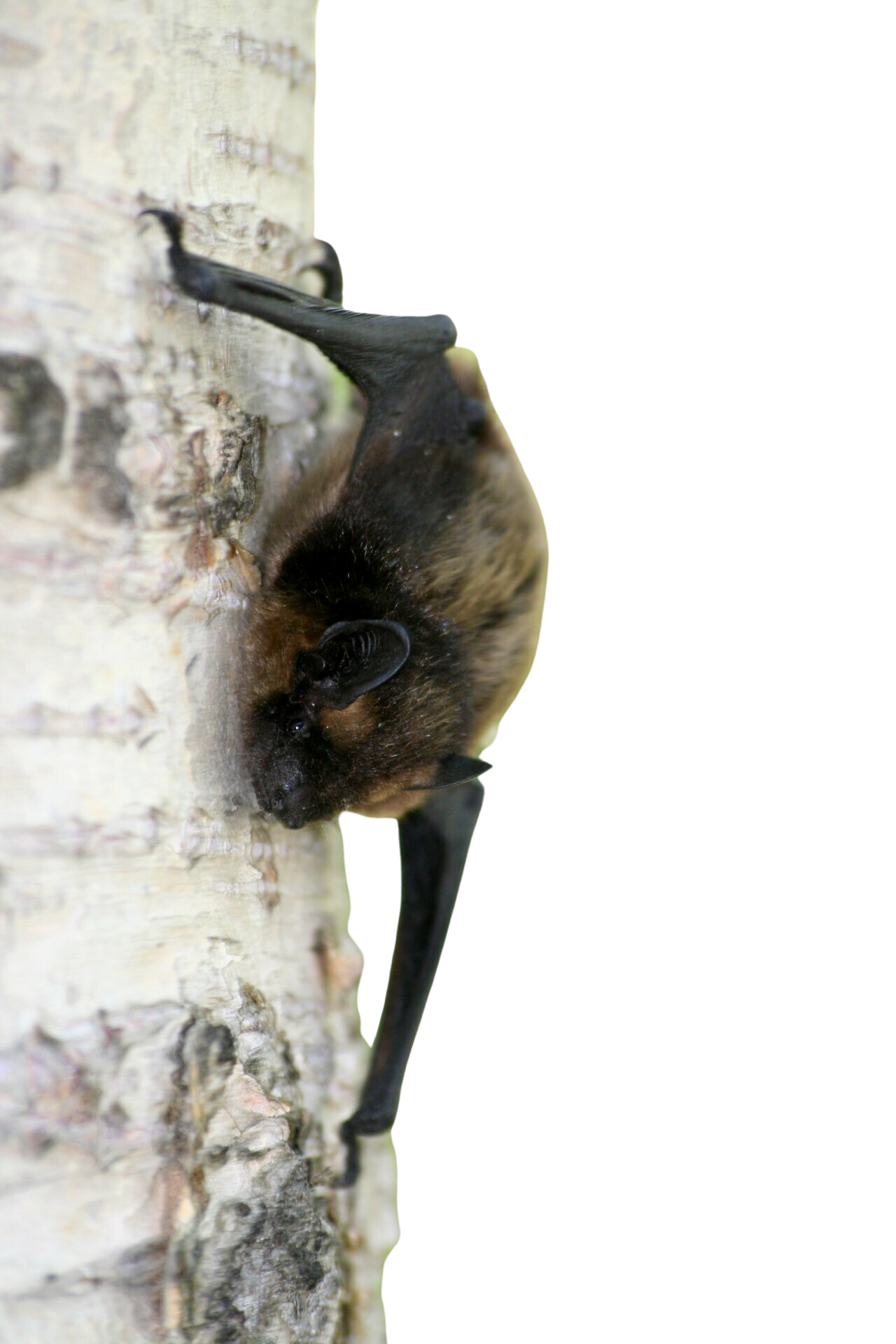 Bats